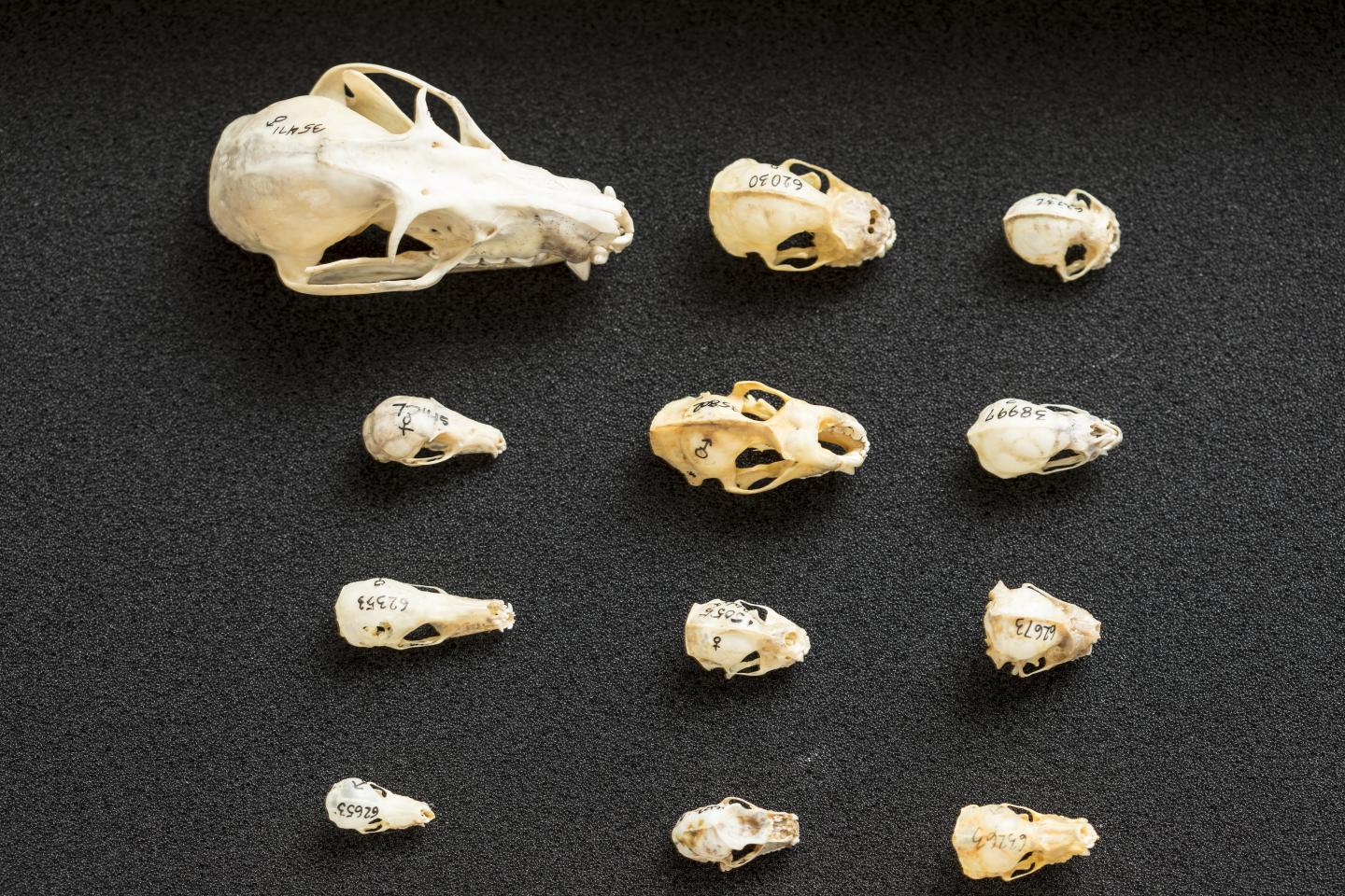 12 Bat Skulls [IMAGE] | EurekAlert! Science News Releases