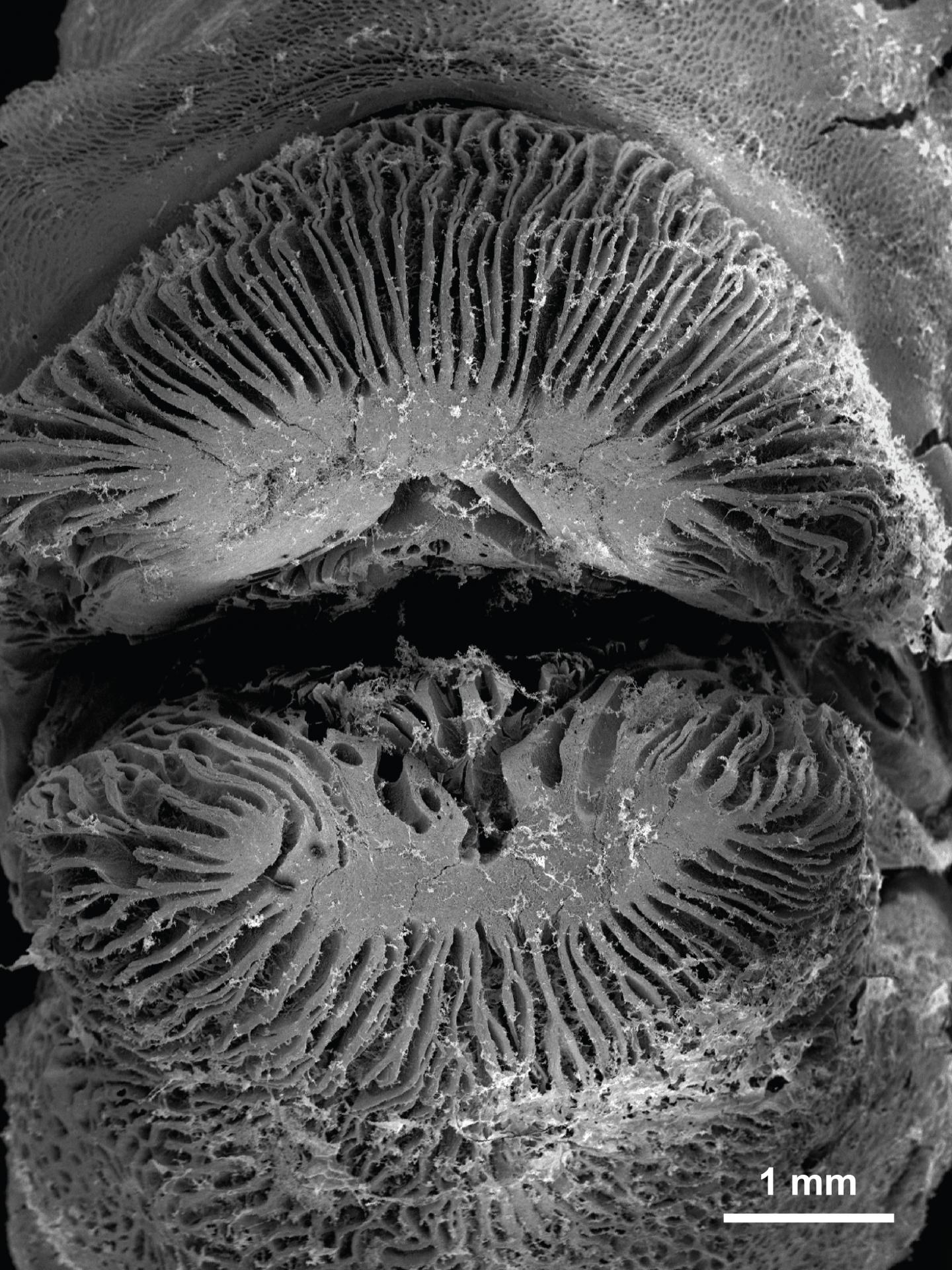 Lips Tubelip Wrasse SEM [IMAGE] | EurekAlert! Science News Releases