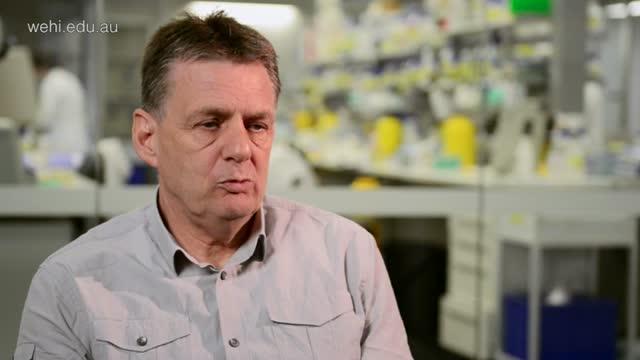 No idle chatter: Study finds malaria parasite | EurekAlert!