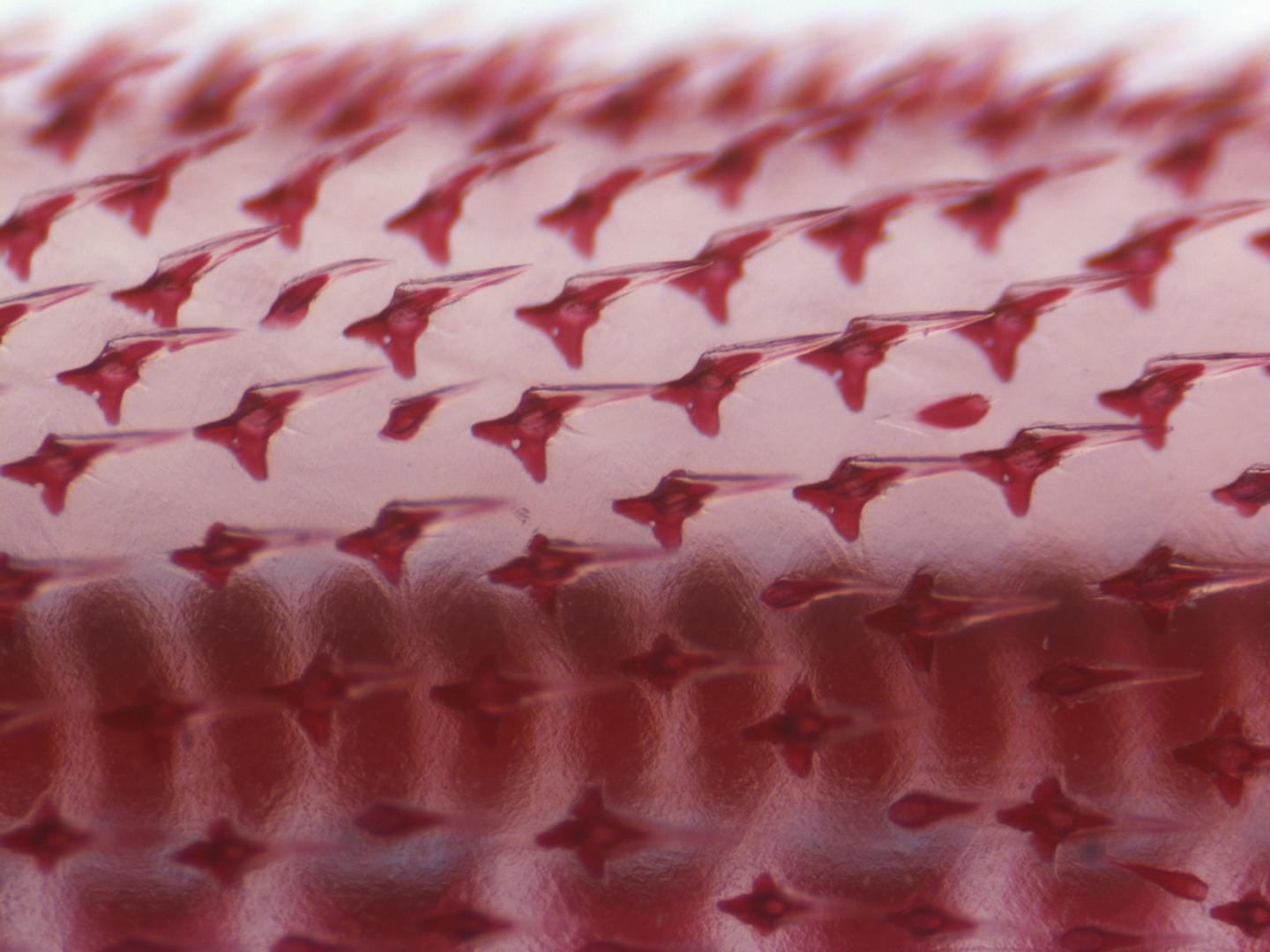 Ancient fish scales and vertebrate teeth shar | EurekAlert!