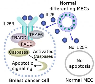 IL25 Cytotoxicity [IMAGE] | EurekAlert! Science News Releases