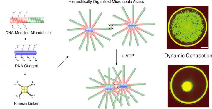 Hierarchical Organization of M [IMAGE] | EurekAlert! Science News Releases