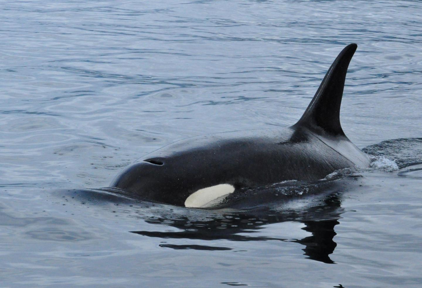 Orca [IMAGE] | EurekAlert! Science News Releases
