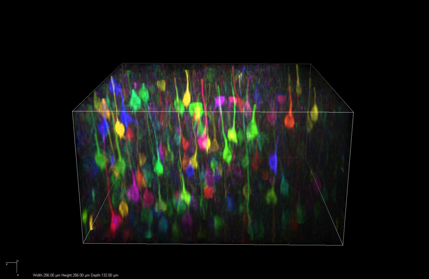 Mesoscopic View of the Brain [IMAGE] | EurekAlert! Science News Releases