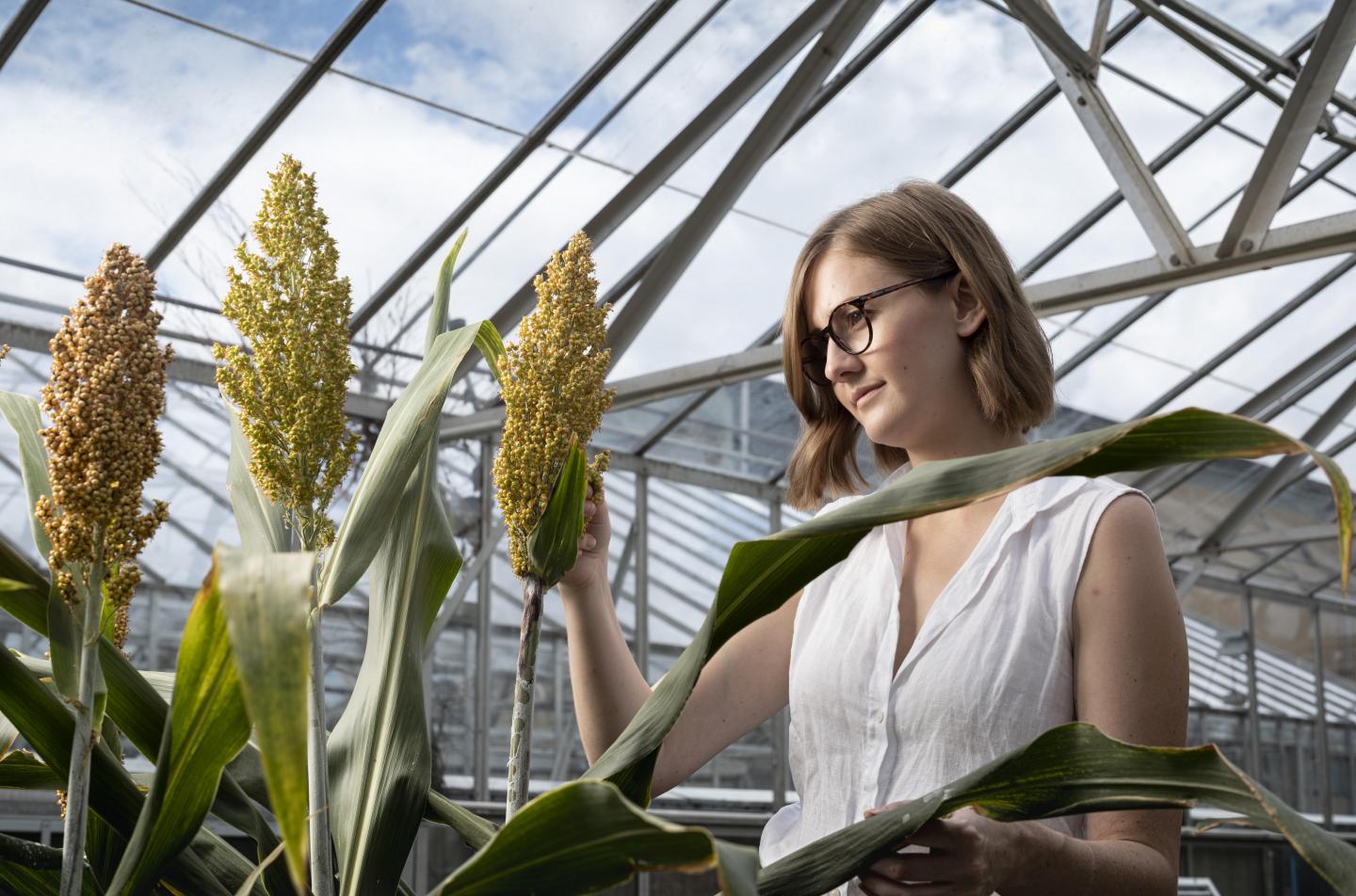 Dr Karen Massel with gene edit [IMAGE] | EurekAlert! Science News Releases