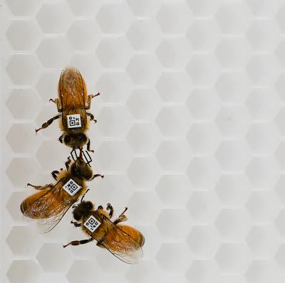 Barcoded honey bees interact [IMAGE] | EurekAlert! Science News Releases