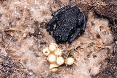 Seven Habits of Highly Effective Toads (5 of | EurekAlert!