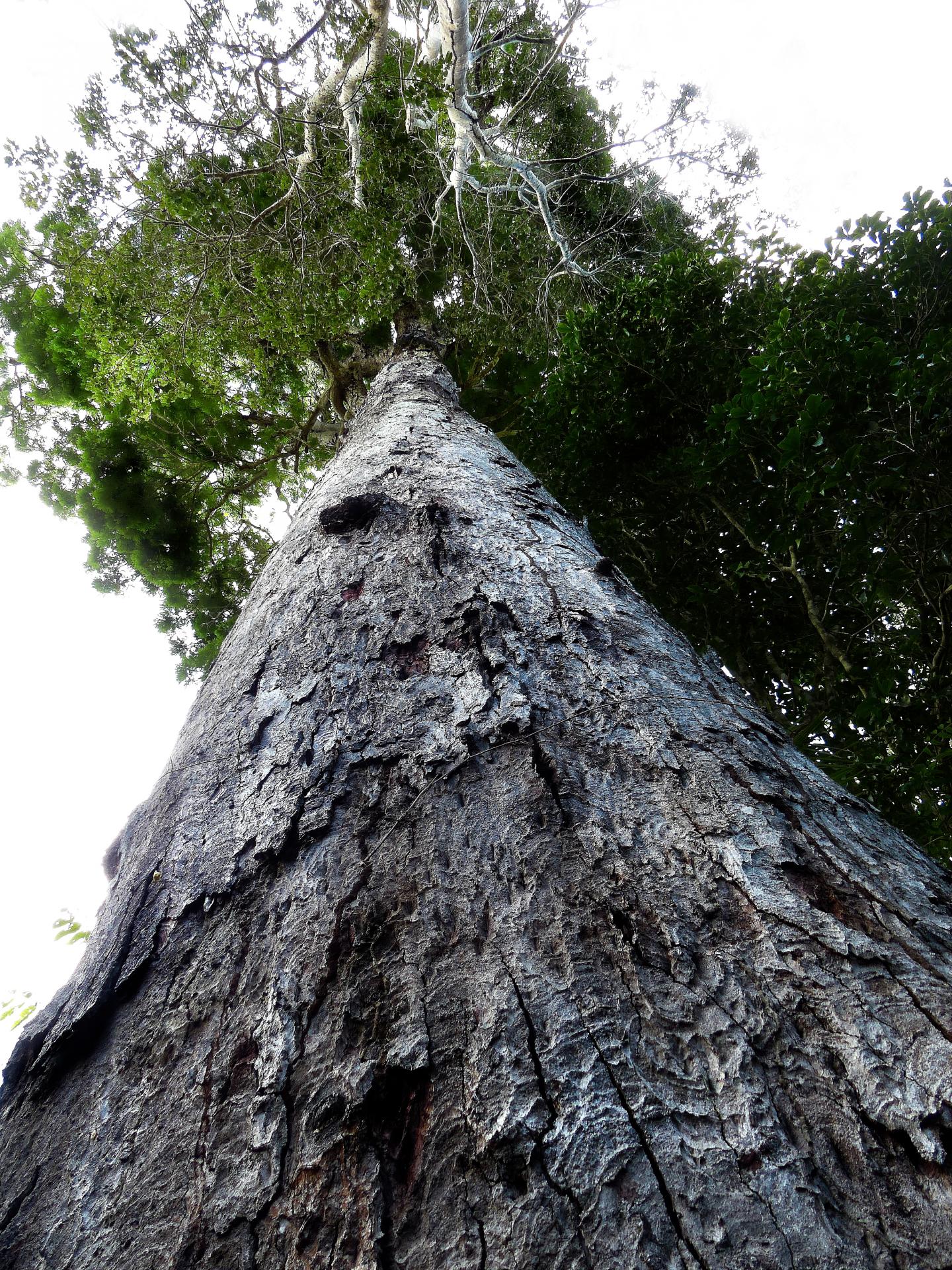 Atlantic Forest Tree [IMAGE] | EurekAlert! Science News Releases
