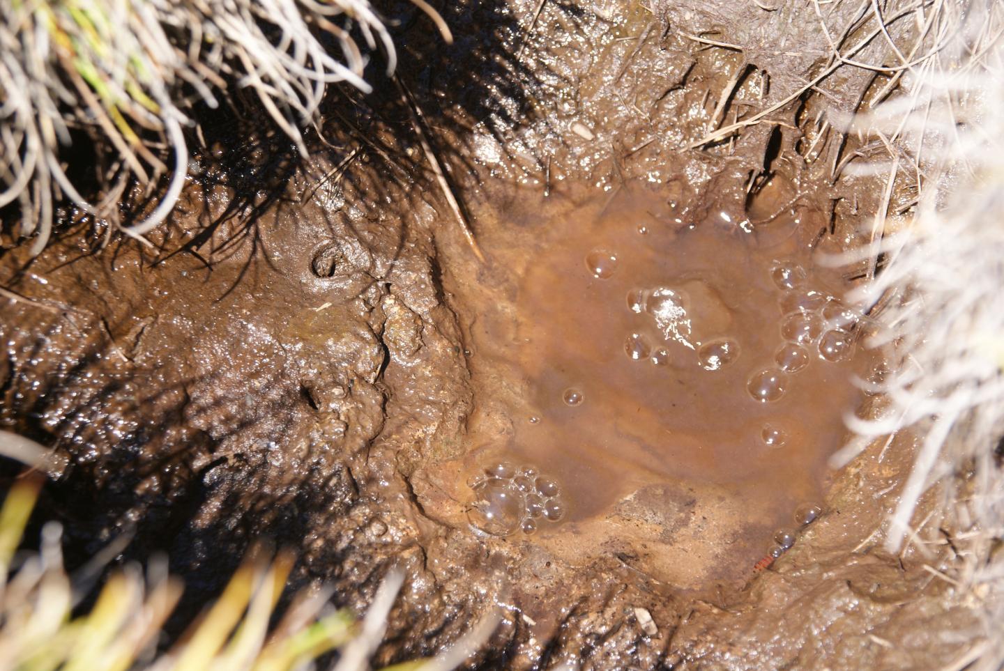 Mofette [IMAGE] | EurekAlert! Science News Releases