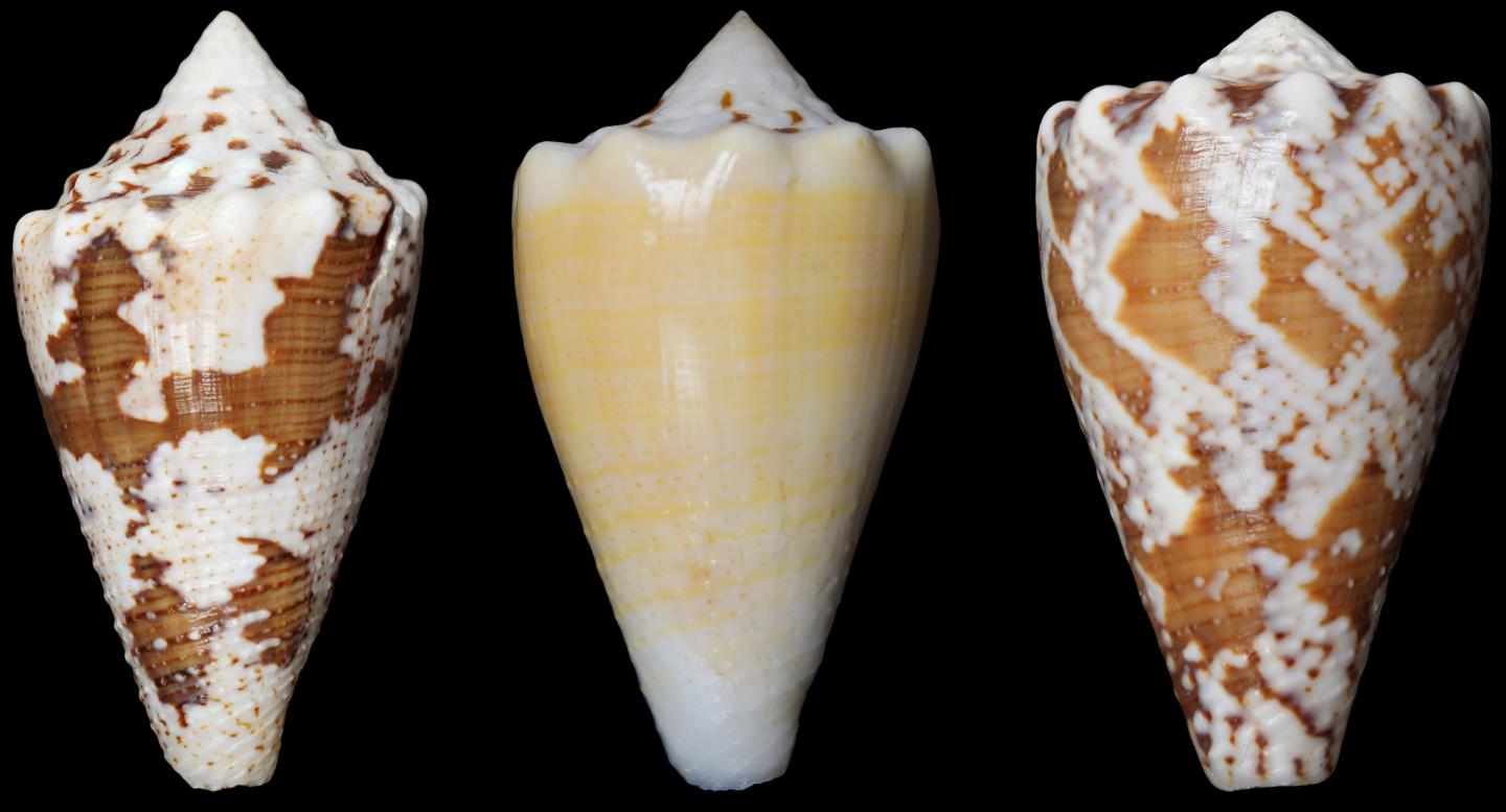 Conus regius [IMAGE] | EurekAlert! Science News Releases
