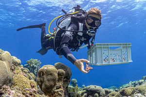Coral breeding success in floating mesocosms | EurekAlert!