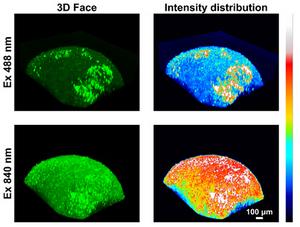 Two-photon imaging [IMAGE] | EurekAlert! Science News Releases