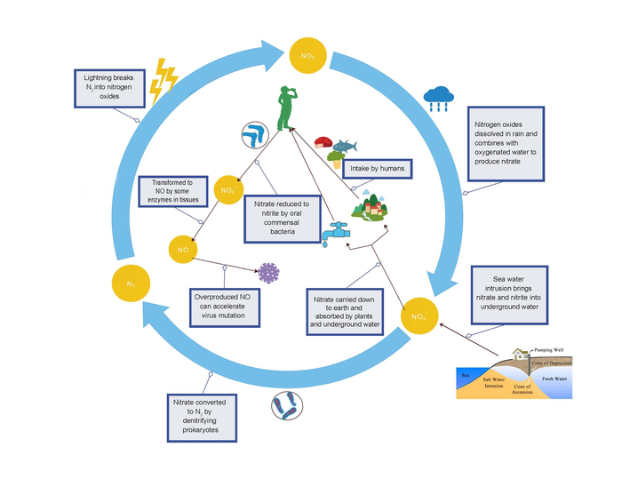 The process of nitrate–nitrite [IMAGE] | EurekAlert! Science News Releases