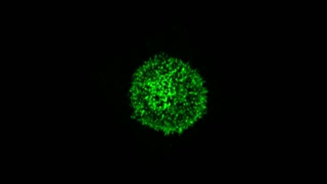 New insight into how the immune system sounds | EurekAlert!
