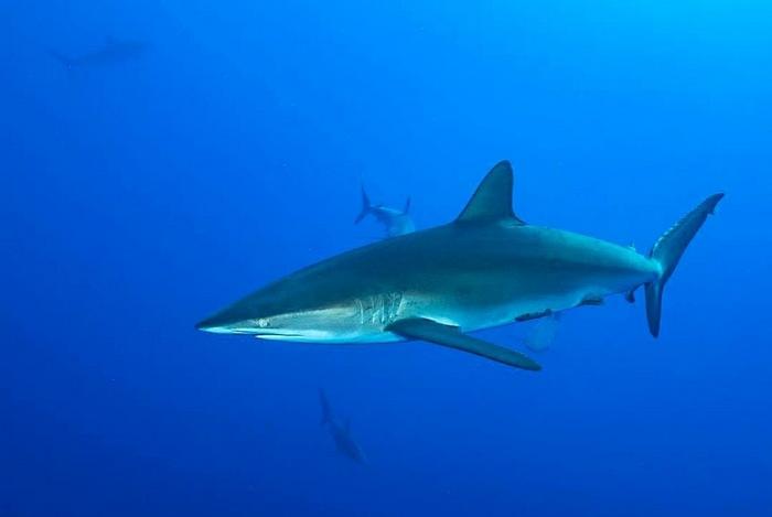 shark [IMAGE] | EurekAlert! Science News Releases
