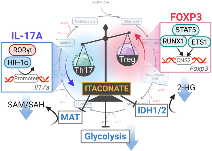 Roles of Itaconate in immune r [IMAGE] | EurekAlert! Science News Releases
