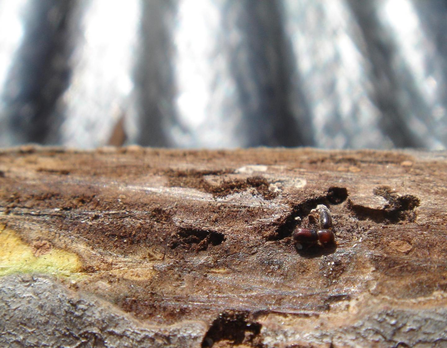 Walnut twig beetle's origin and spread reveal | EurekAlert!