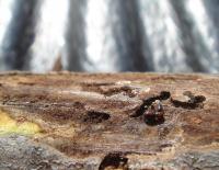 Walnut twig beetle's origin and spread reveal | EurekAlert!