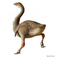 Dromornis stirtoni [IMAGE] | EurekAlert! Science News Releases