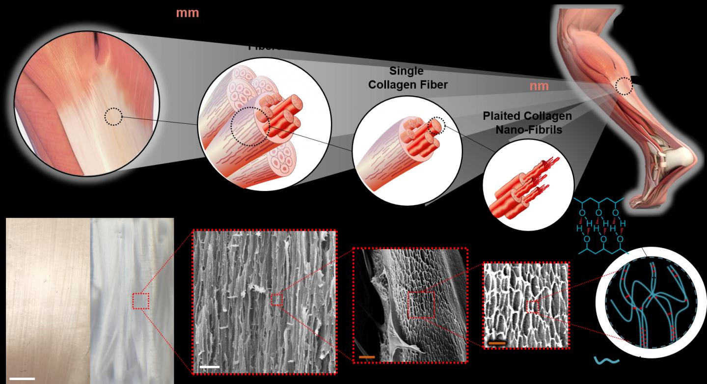 Artificial Tendon Comparison IMAGE EurekAlert Science News Releases