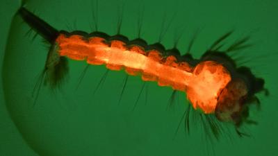 Transgenic mosquito [IMAGE] | EurekAlert! Science News Releases
