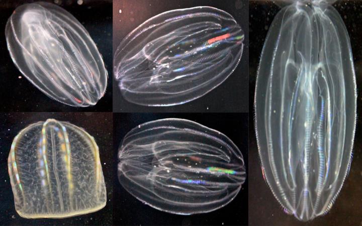 Comb Jellies [IMAGE] | EurekAlert! Science News Releases