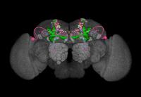 New Brain Component in Drosophila Memo | EurekAlert!