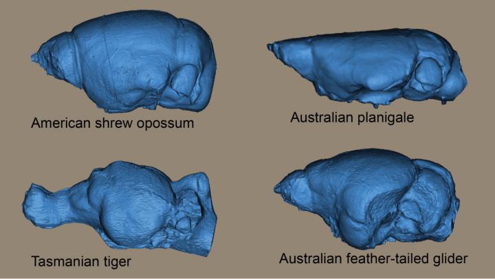 Endocast images [IMAGE] | EurekAlert! Science News Releases