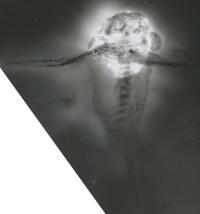 Tracing Evolution with a Great Appendage (1 o | EurekAlert!