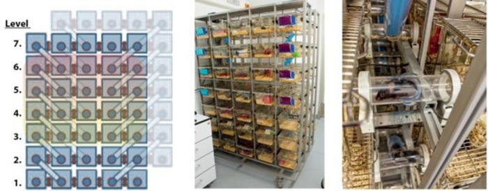 Enriched cage environment [IMAGE] | EurekAlert! Science News Releases