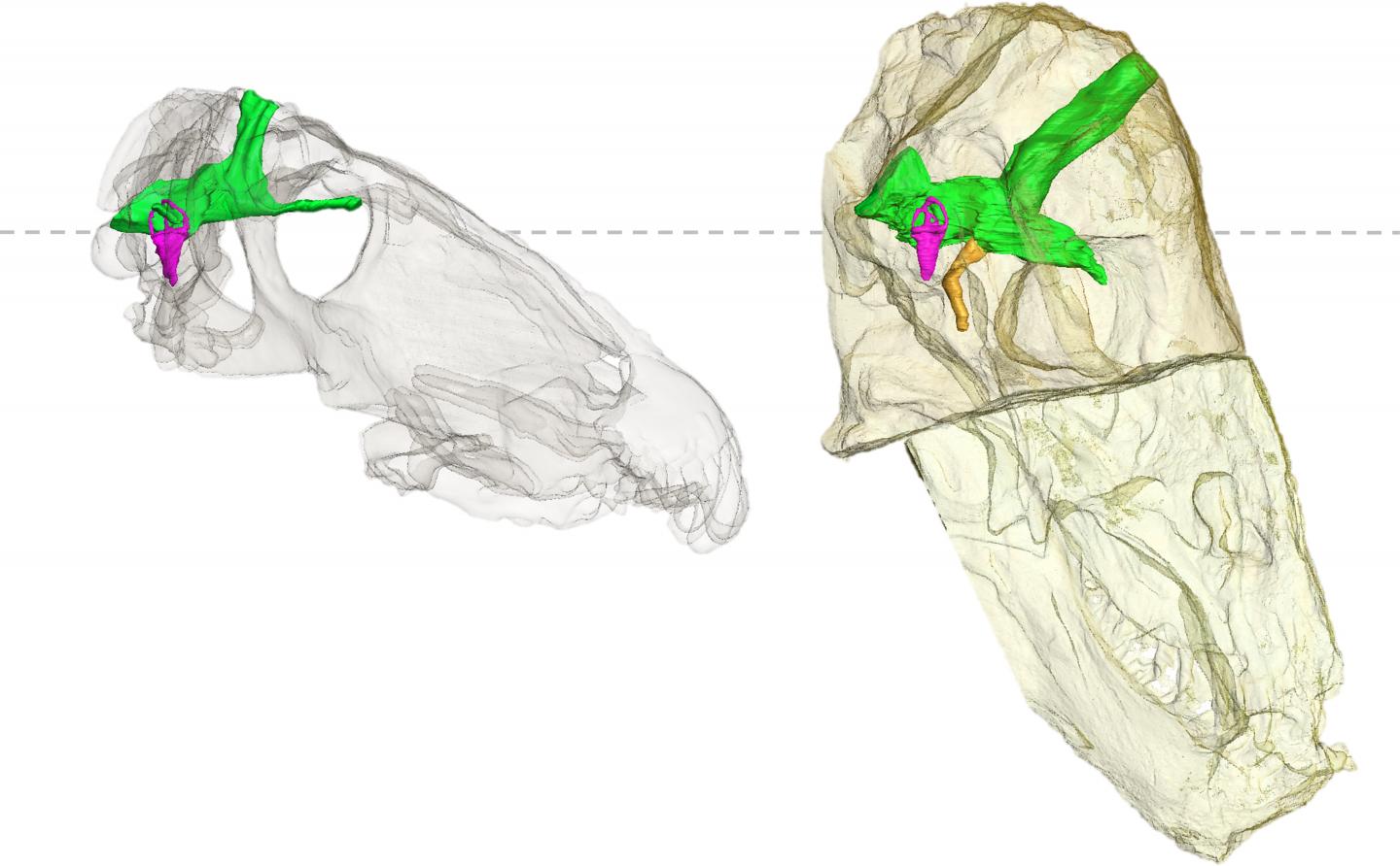 transparent skull of Anteosaur [IMAGE] | EurekAlert! Science News Releases