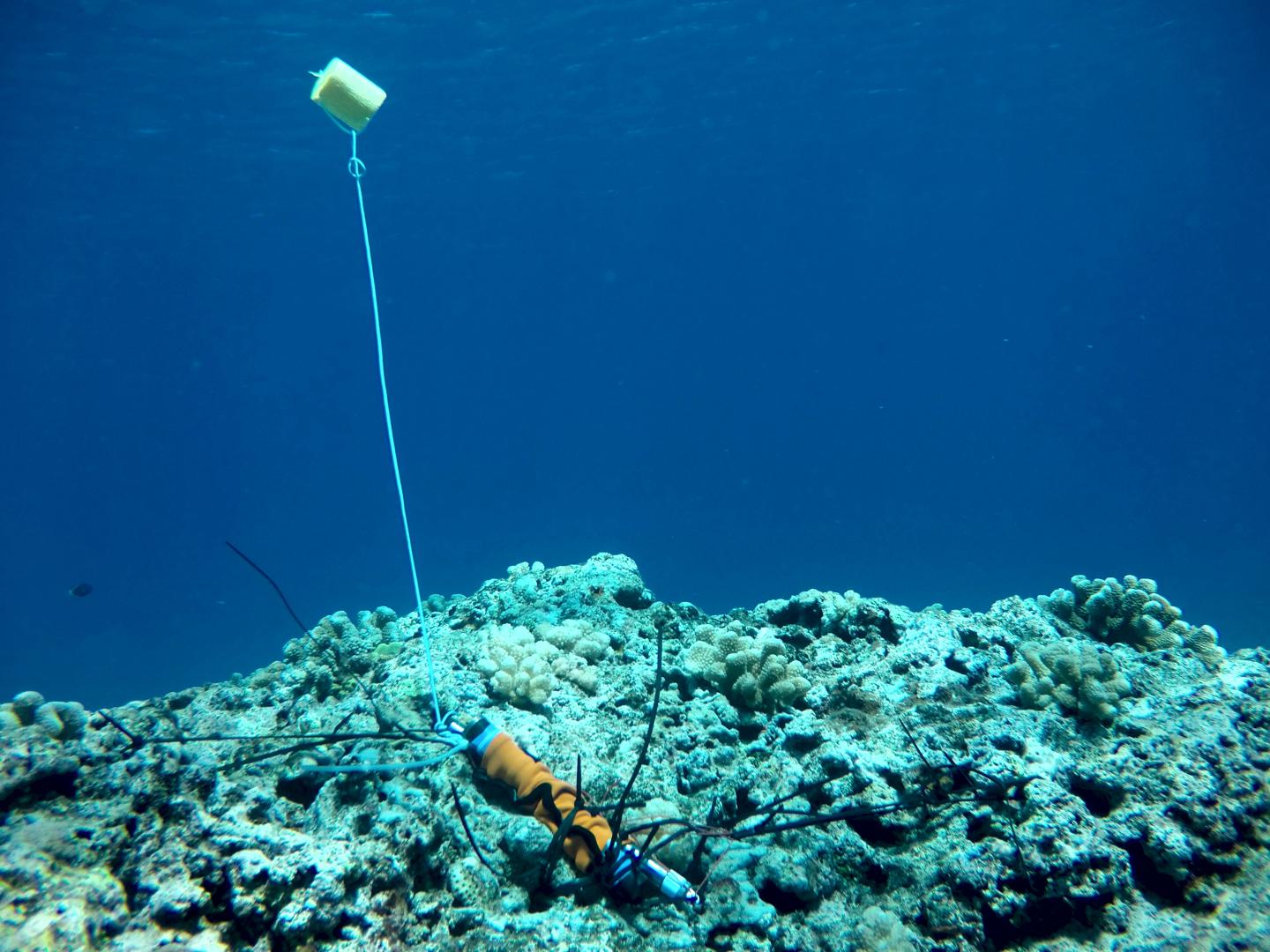 Coral Reef Structure Matters Most, for Keepin | EurekAlert!