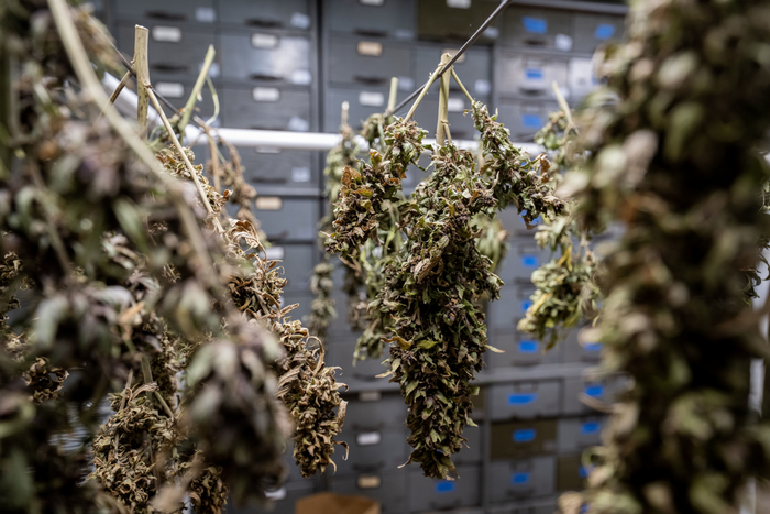 Drying hemp [IMAGE] | EurekAlert! Science News Releases
