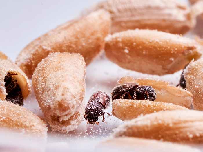 The powderpost beetle Dinoderu [IMAGE] | EurekAlert! Science News Releases