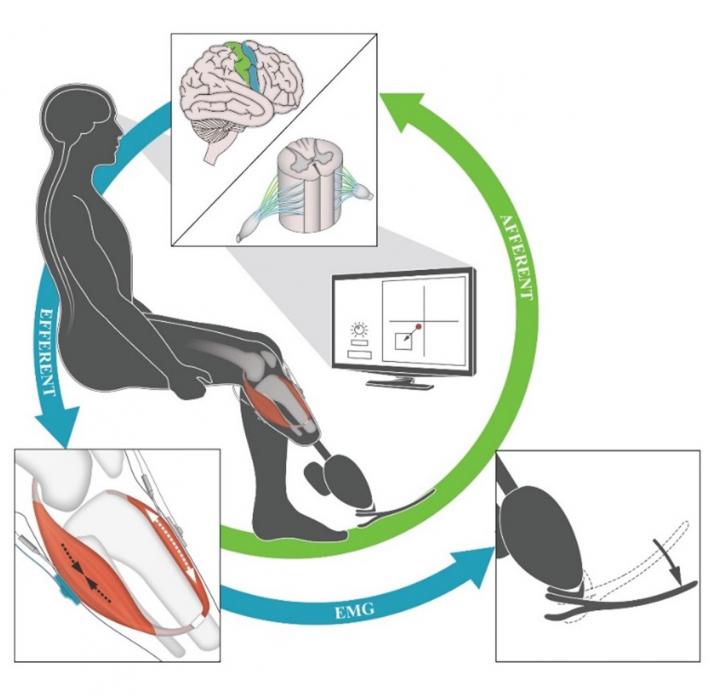 Restoring Natural Sensation to Leg Prostheses | EurekAlert!