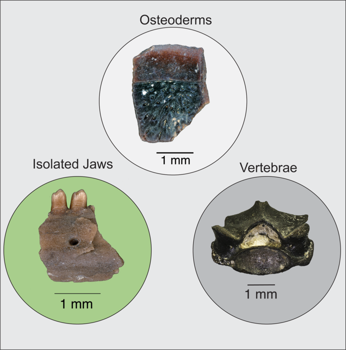 Image 3 [IMAGE] | EurekAlert! Science News Releases