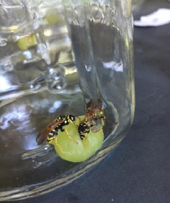 Wasps and wine: Paper wasps contribute to sou | EurekAlert!