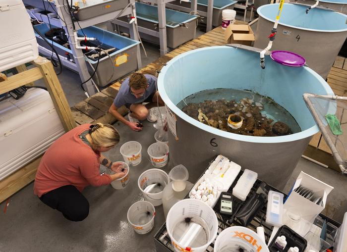 Sea Urchin Research 5 [IMAGE] | EurekAlert! Science News Releases