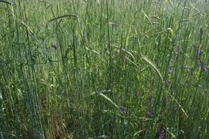 Hairy Vetch and Cereal Rye Cov [IMAGE] | EurekAlert! Science News Releases