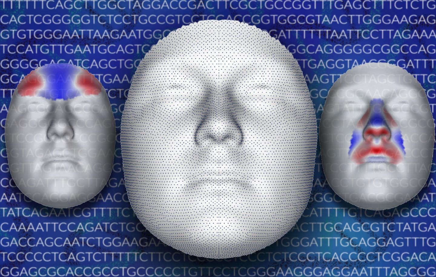 Genetics of human face begin to reveal underl | EurekAlert!