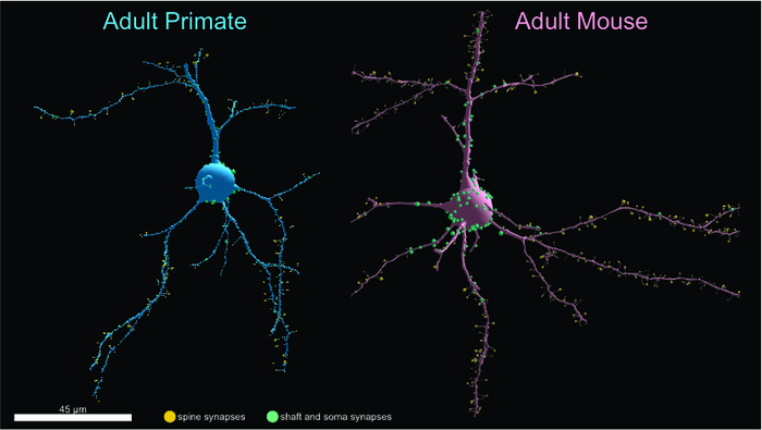 Contrary to expectations, study finds primate | EurekAlert!