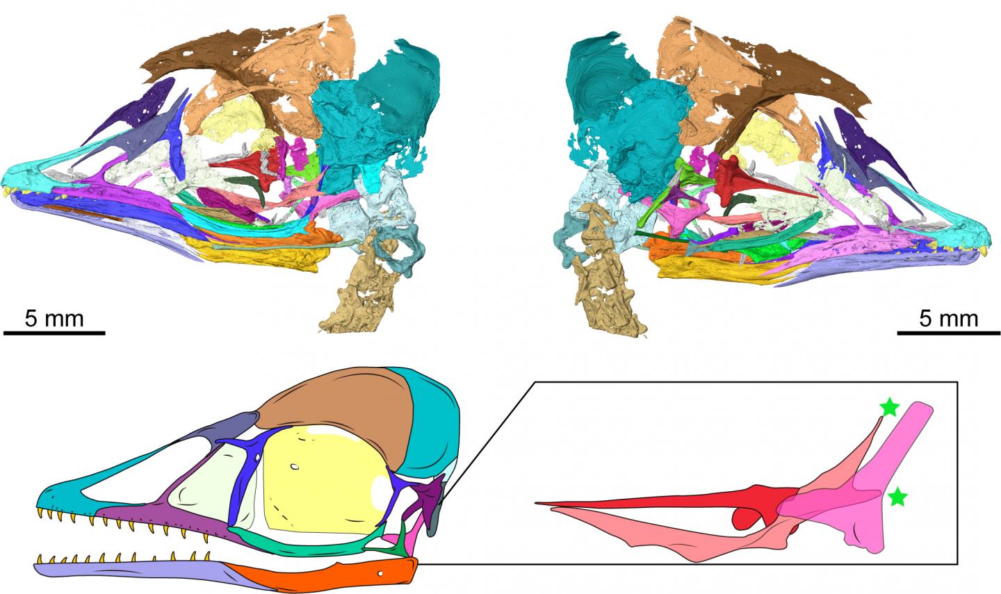 Digital reconstruction of the [IMAGE] | EurekAlert! Science News Releases