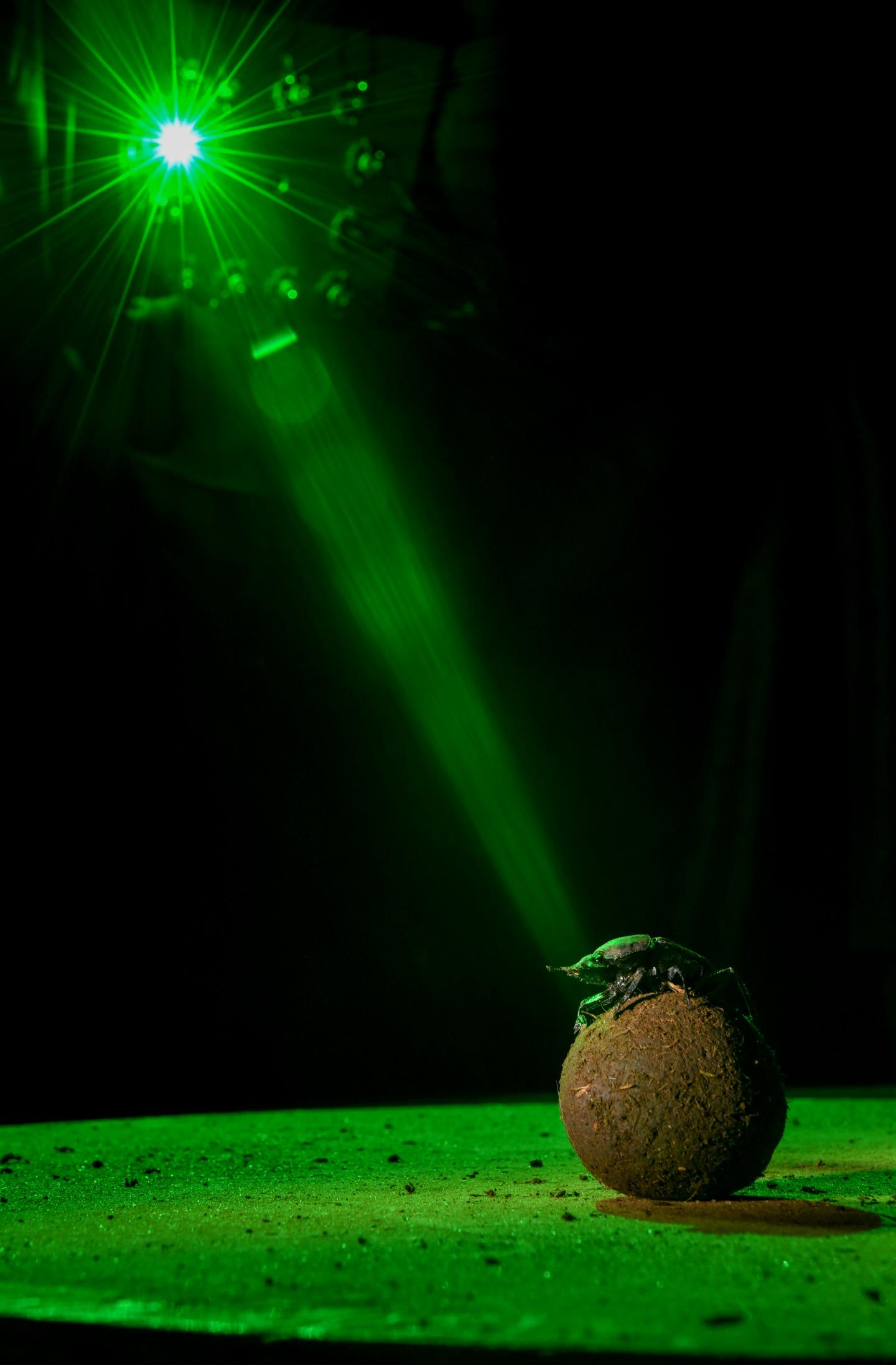 Dung Beetle Light [IMAGE] | EurekAlert! Science News Releases