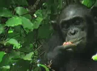 Among apes, teeth are made for the toughest t | EurekAlert!