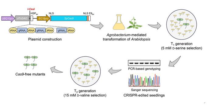 Screening CRISPR-edited and Ca [IMAGE] | EurekAlert! Science News Releases