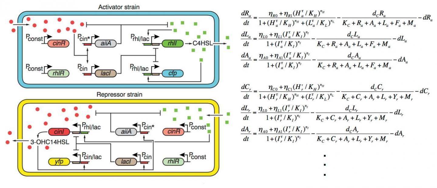 Design of Biological Circuit [IMAGE] | EurekAlert! Science News Releases