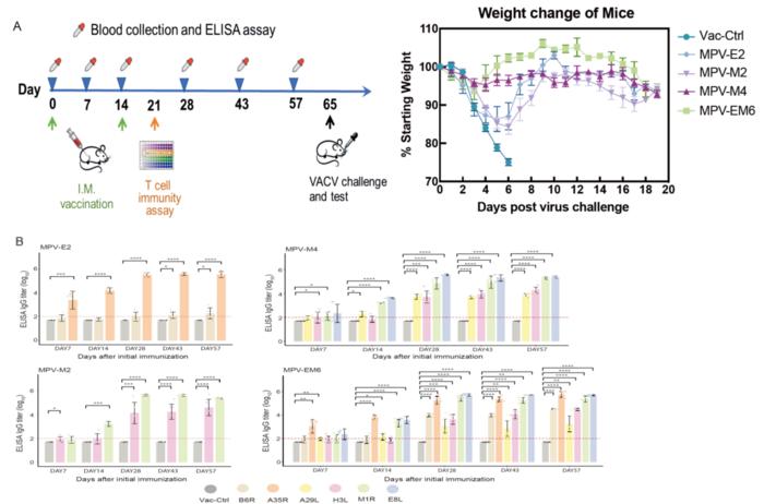 Multi-valent mRNA vaccines against monkeypox | EurekAlert!