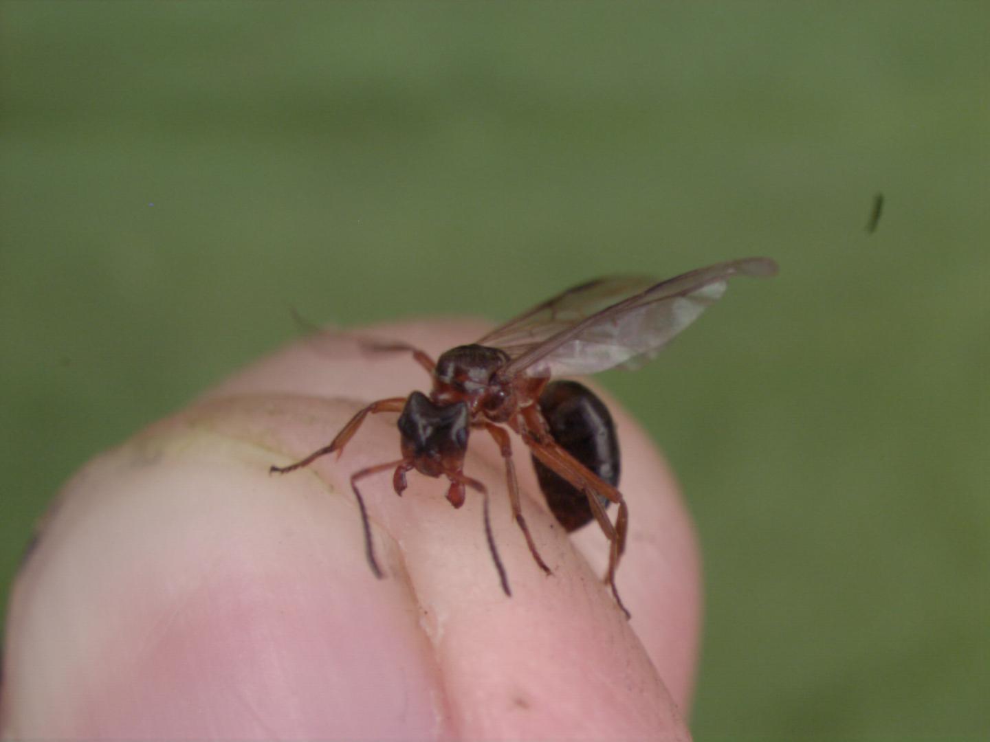 Formica exsecta Queen [IMAGE] | EurekAlert! Science News Releases