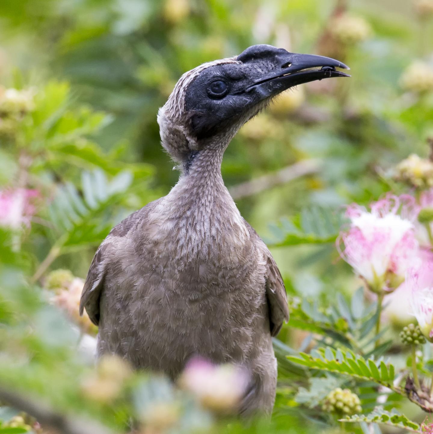 Helmeted Friarbird [IMAGE] | EurekAlert! Science News Releases