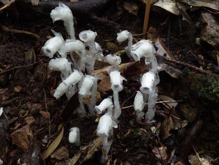 Flowering Stocks of the Mon [IMAGE] | EurekAlert! Science News Releases